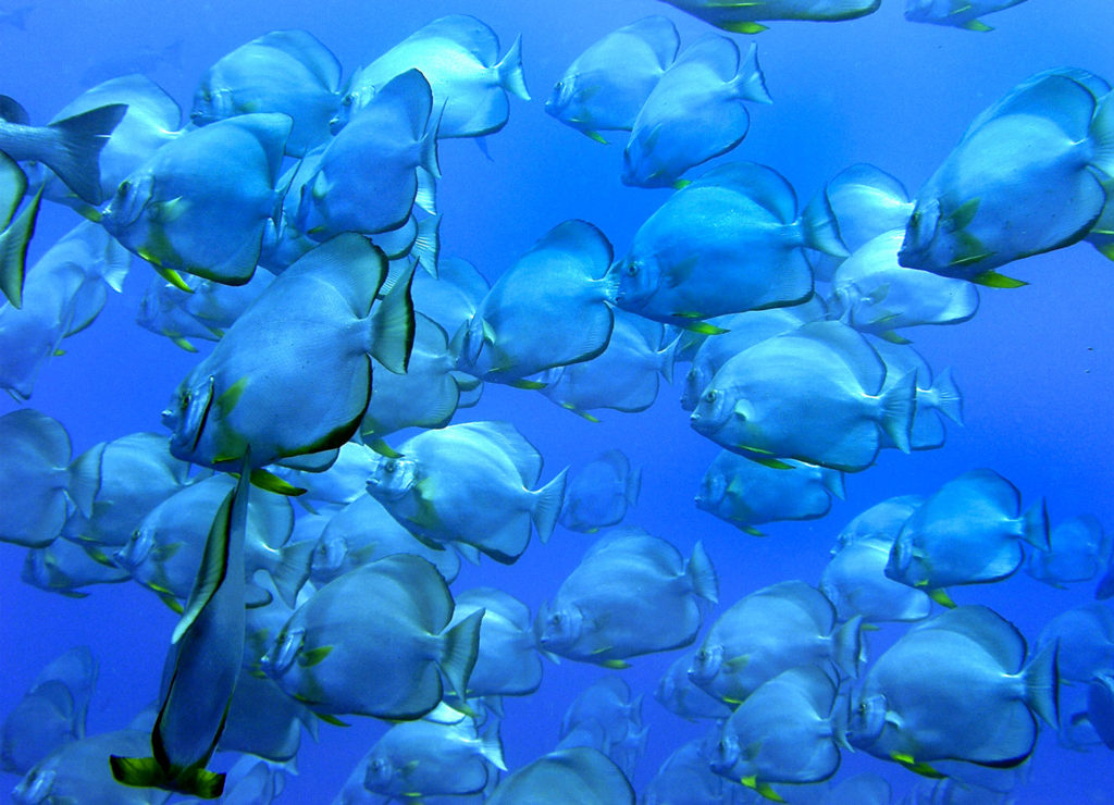 Daily Diving ~ Umbi Sharks Bay