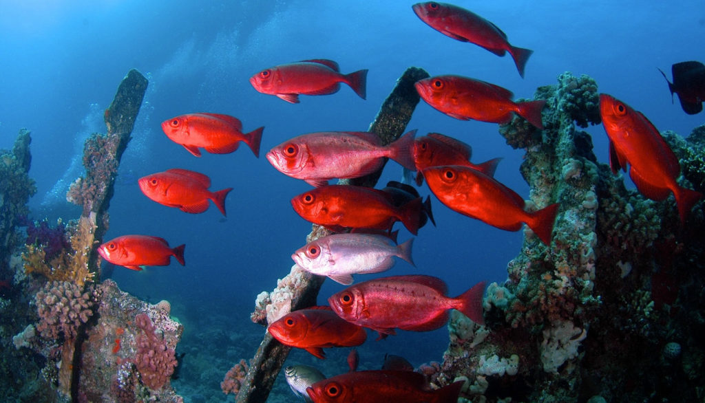 Red Sea Diving Safari Liveaboards General Information ~ Umbi Sharks Bay